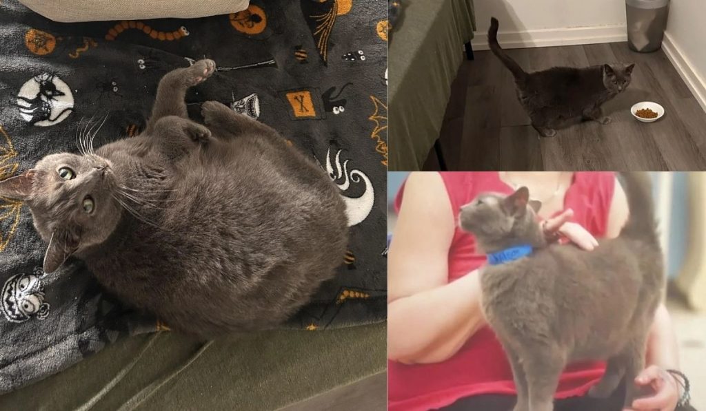 1000 Lb Sisters Fans Rejoice As Wilson The Cat Gets His Happy Ending ...